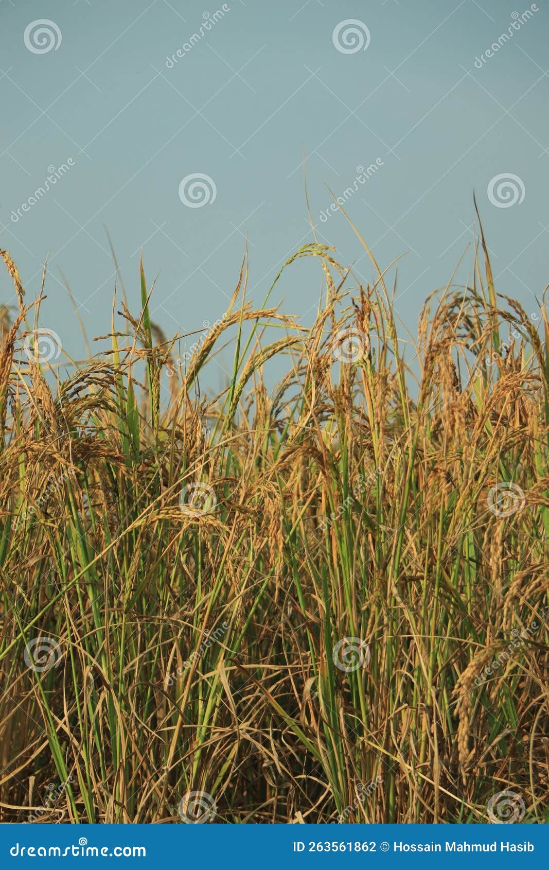 Ripe Rice Field and Sky Landscape on the Farm Stock Photo - Image of ...