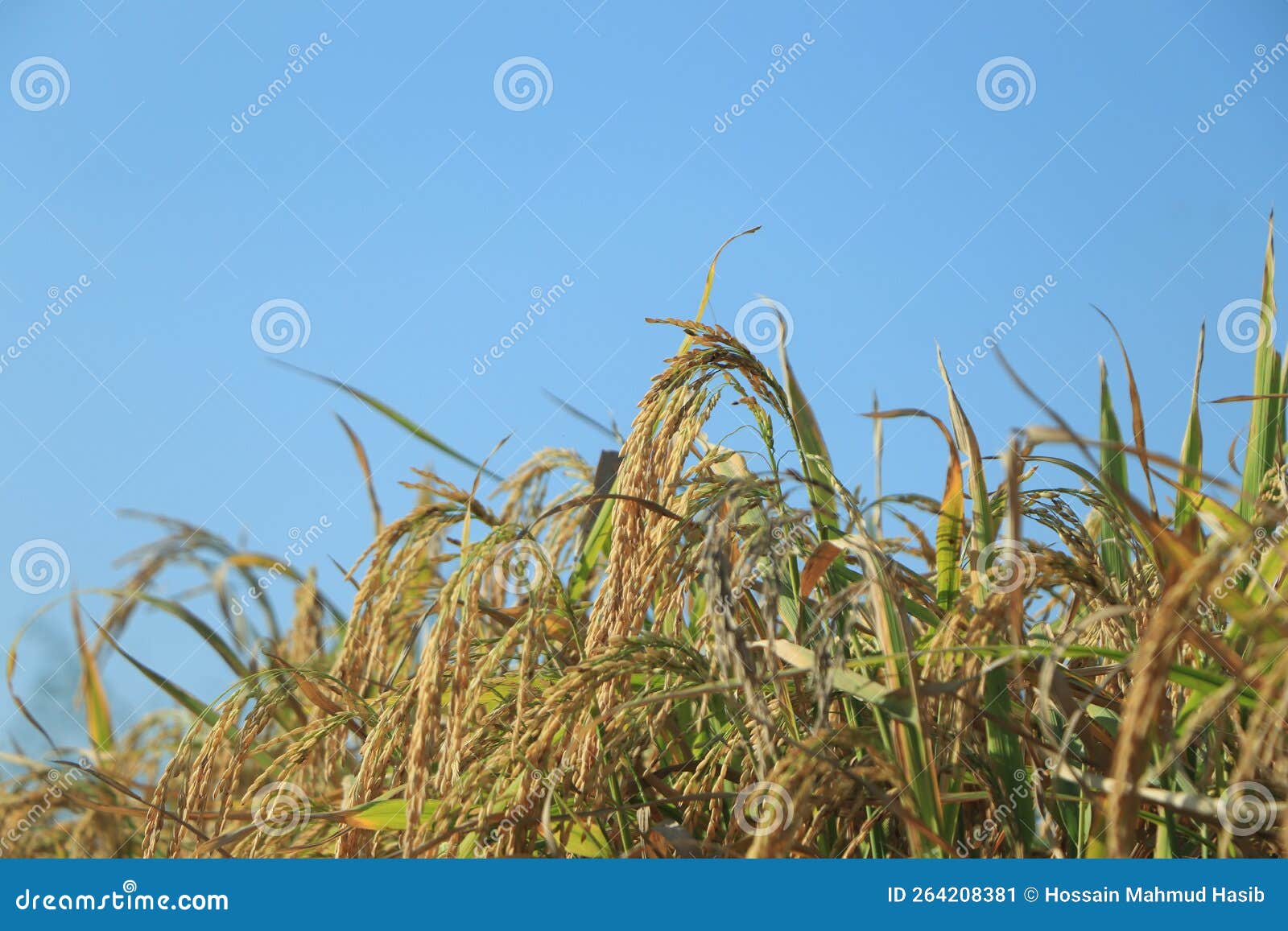 Ripe Rice Field and Sky Landscape on the Farm Stock Image - Image of ...