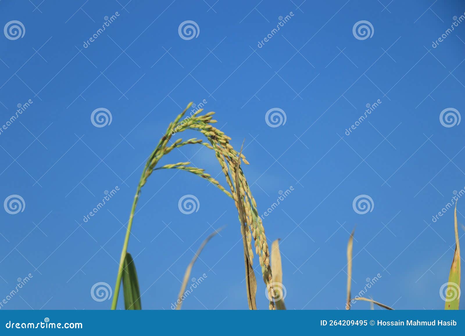 Ripe Rice Field and Sky Landscape on the Farm Stock Image - Image of ...