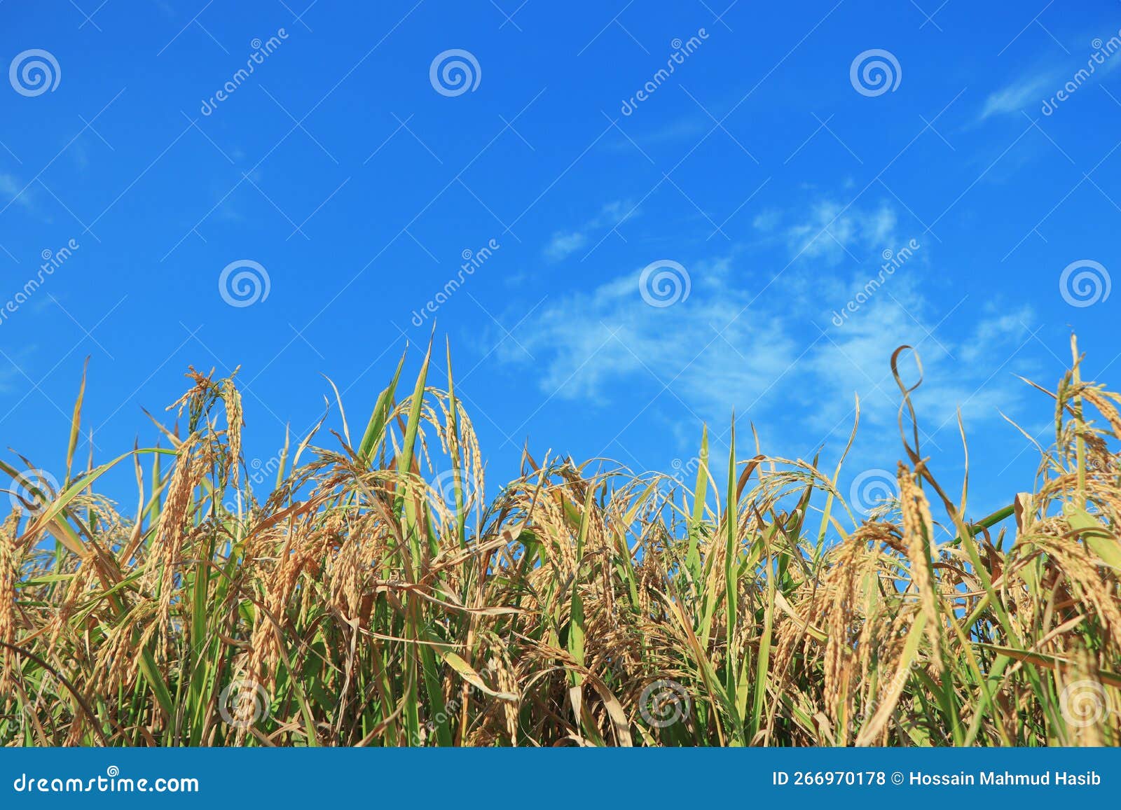 Ripe Rice Field and Sky Landscape on the Farm Stock Photo - Image of ...