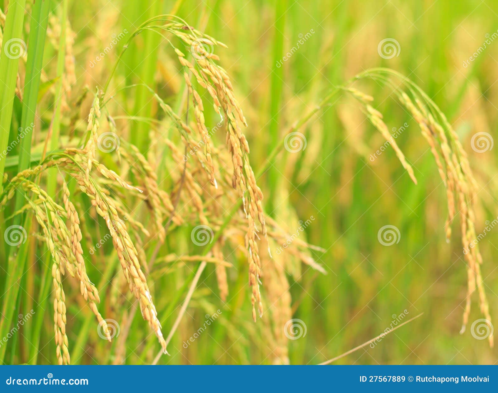 The Ripe Rice in the Fields Stock Image - Image of leaf, beauty: 27567889