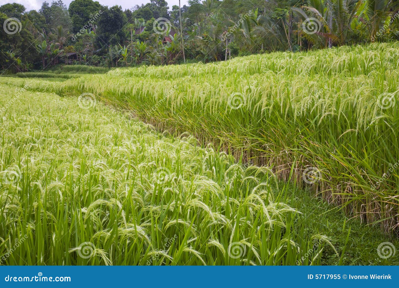 Ripe rice fields stock image. Image of bali, food, green - 5717955