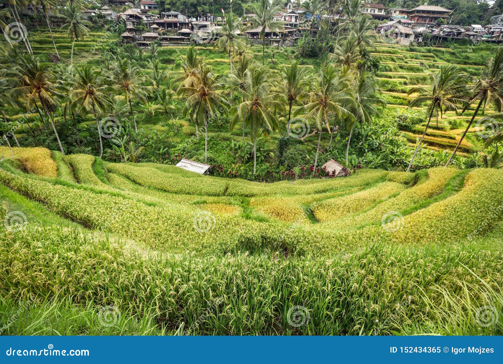 Ripe rice fields stock image. Image of organic, paddy - 152434365