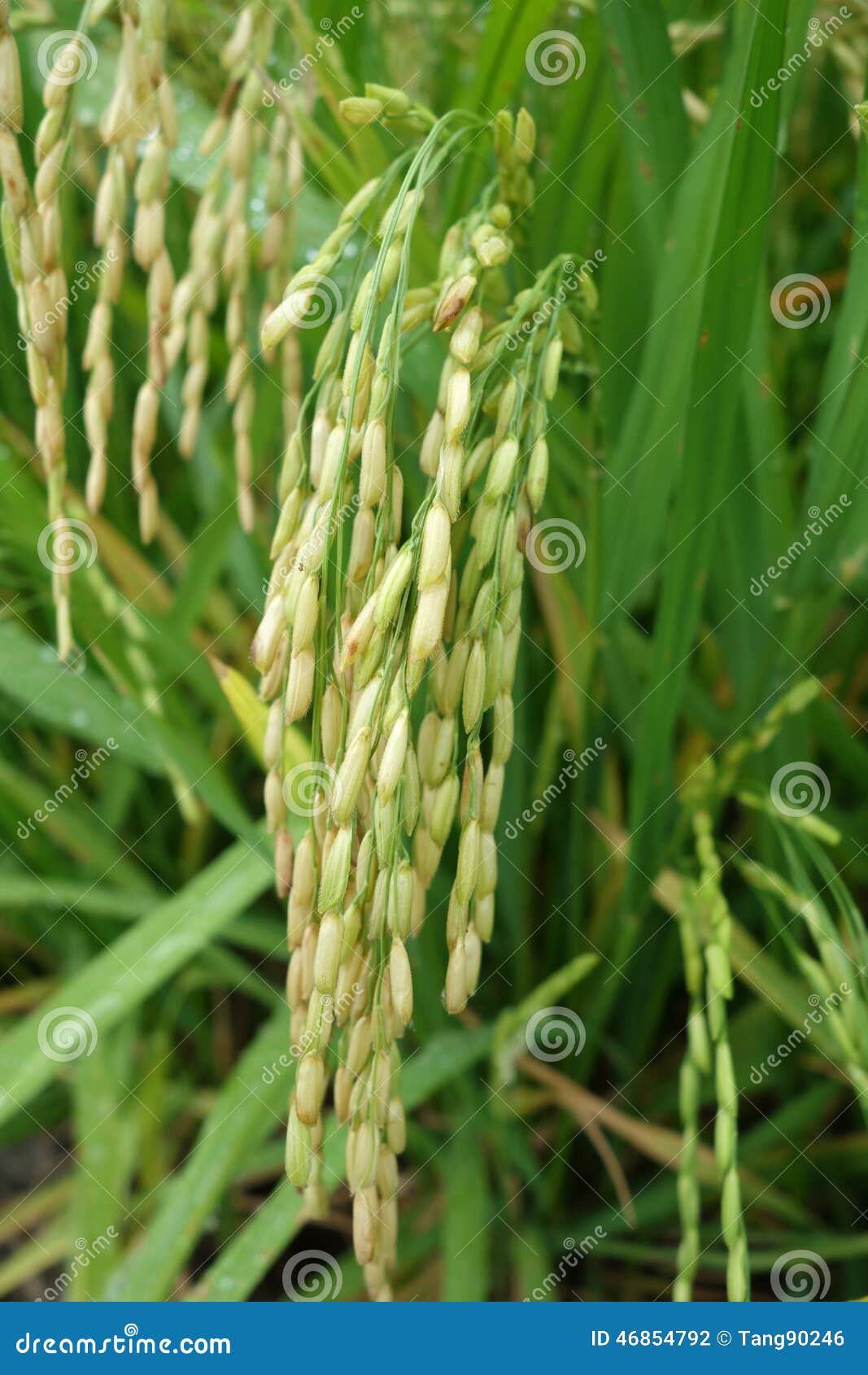 Ripe Rice Grains in Asia before Harvest Stock Photo - Image of close ...