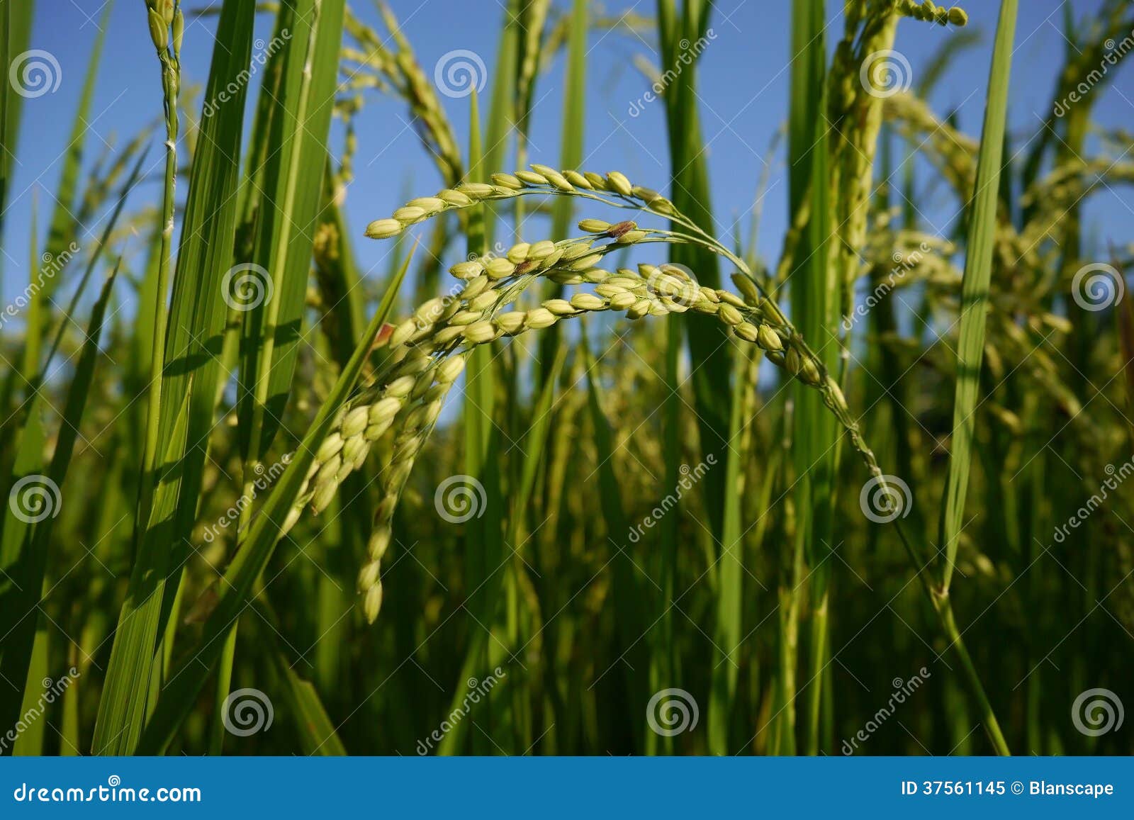 Ripe Rice before Harvesting Stock Image - Image of paddy, golden: 37561145