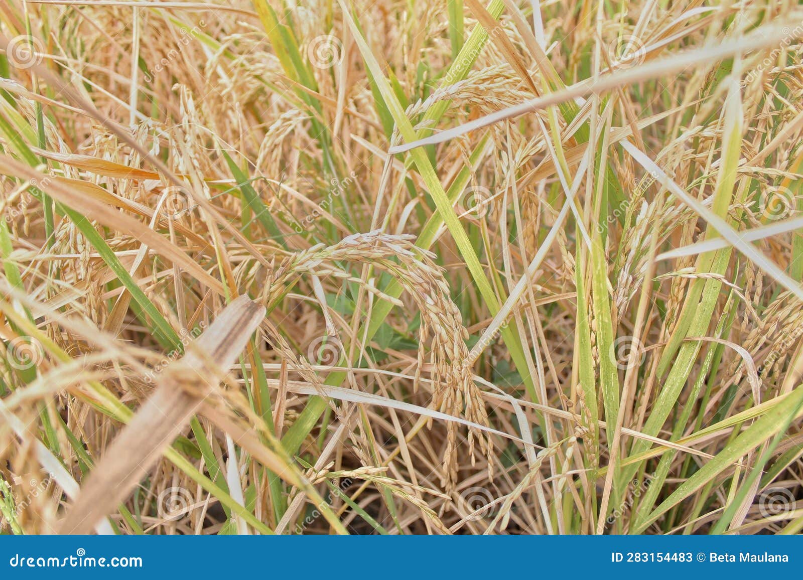 Ripe Rice Paddy Field Closeup Stock Image - Image of golden, gold ...