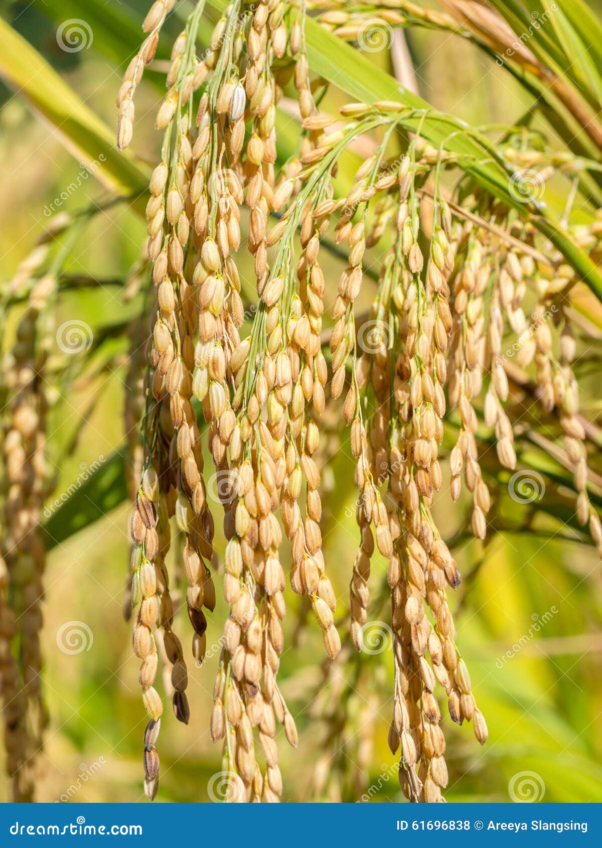 Ripe Rice on the Paddy Field Stock Photo - Image of farmland, paddy ...