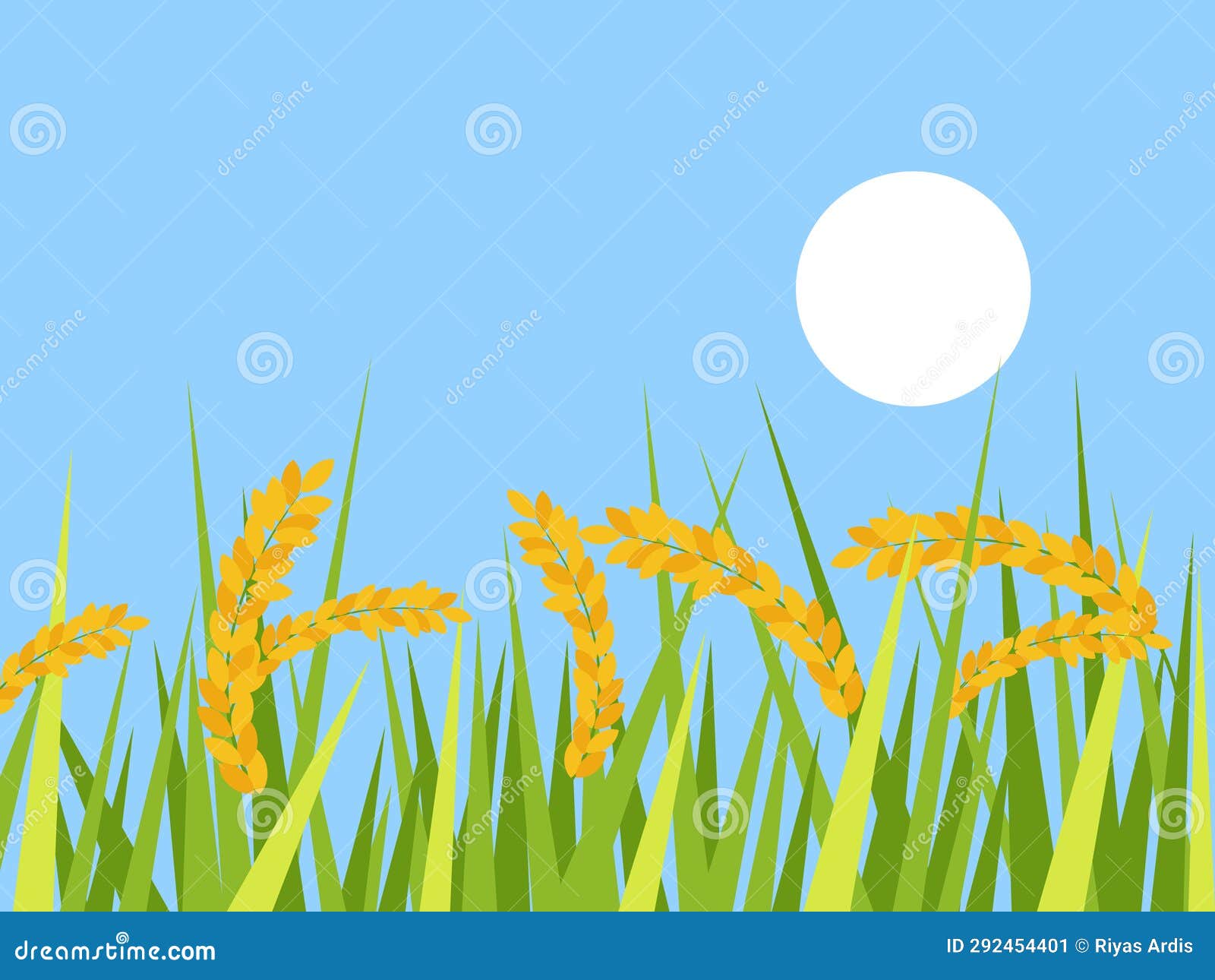 Ear Of Ripe Rice Plant Paddy Isolated On White Background. Side View ...