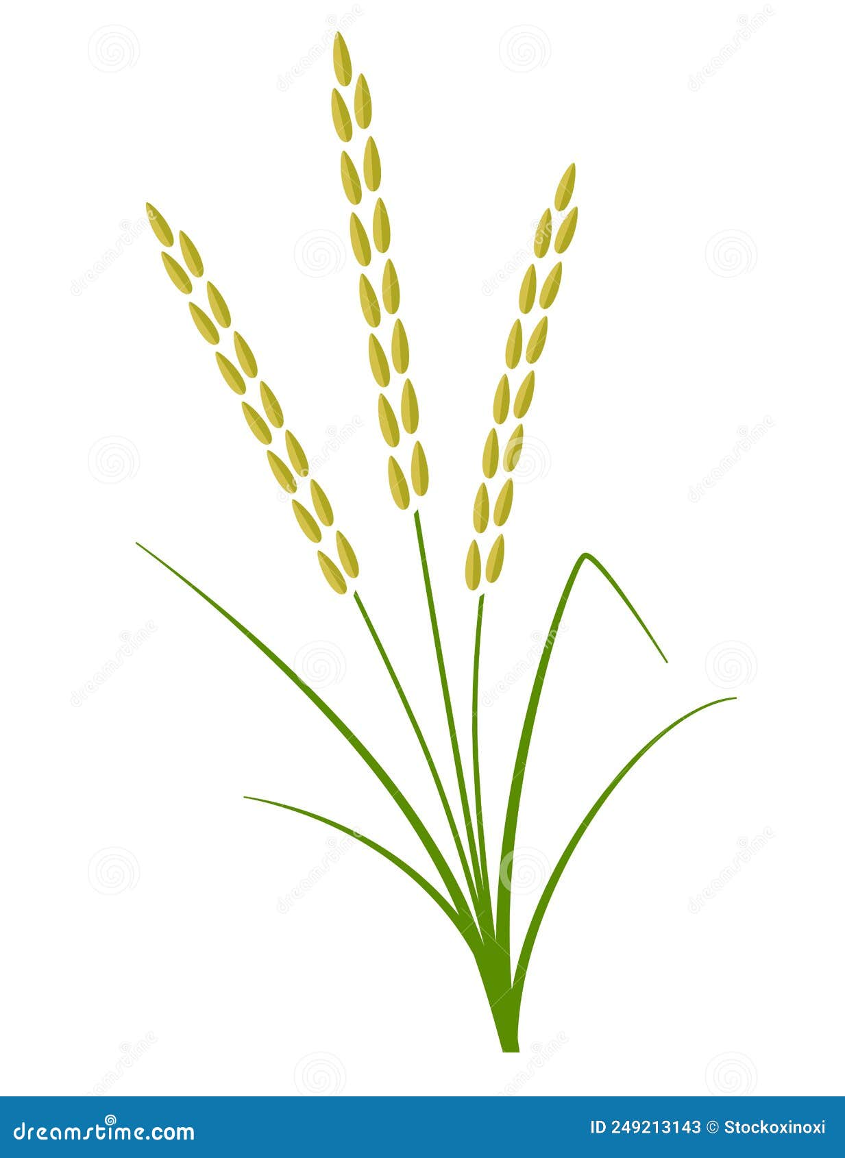 Ripe Rice Plant Vector Illustration Stock Vector - Illustration of food ...