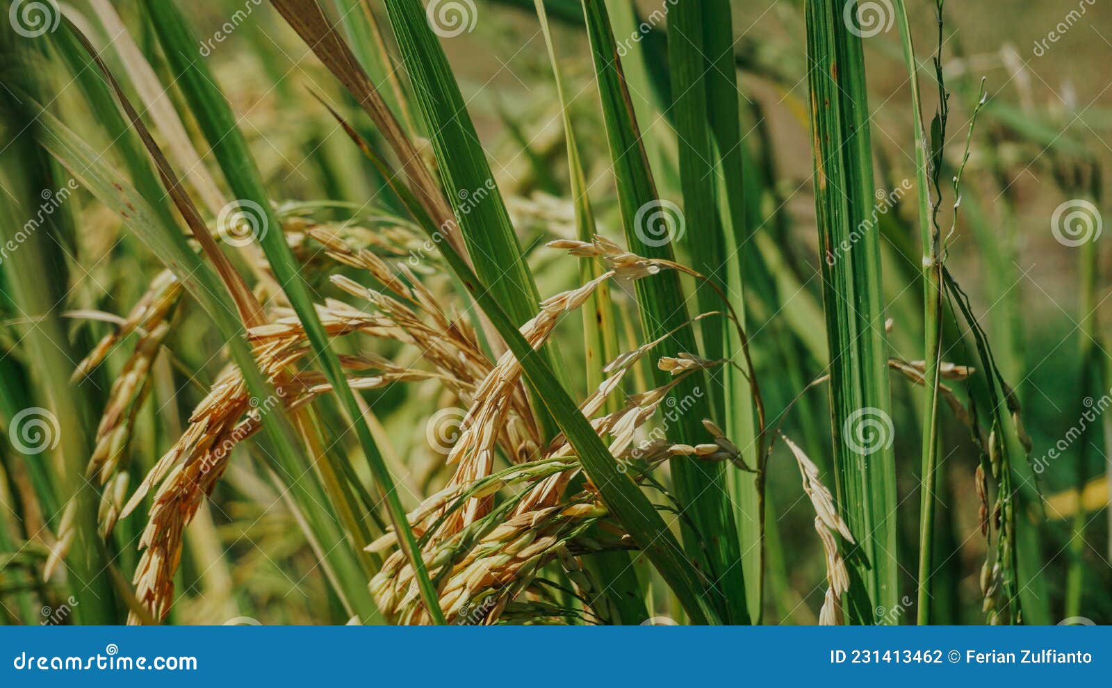 The Ripe Rice Plant is Yellow Stock Photo - Image of fresh, food: 231413462