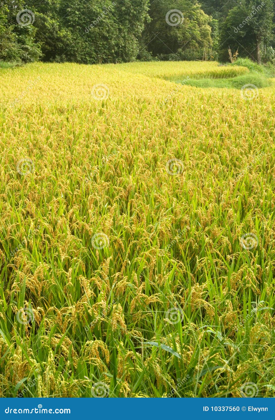 Ripe Rice with Yellow Color Stock Photo - Image of asian, china: 10337560