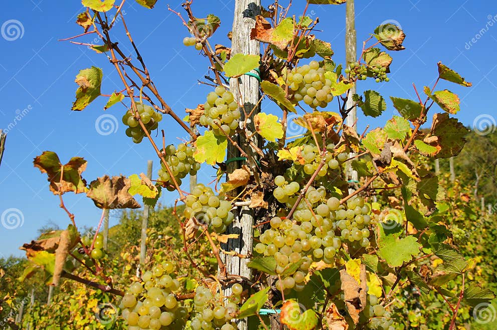 Ripe Riesling grapes stock image. Image of yellow, season - 24625619