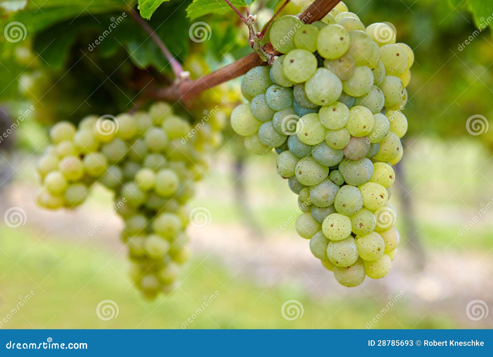 Ripe Riesling Grapes in Fall Stock Image - Image of organic, harvesting ...