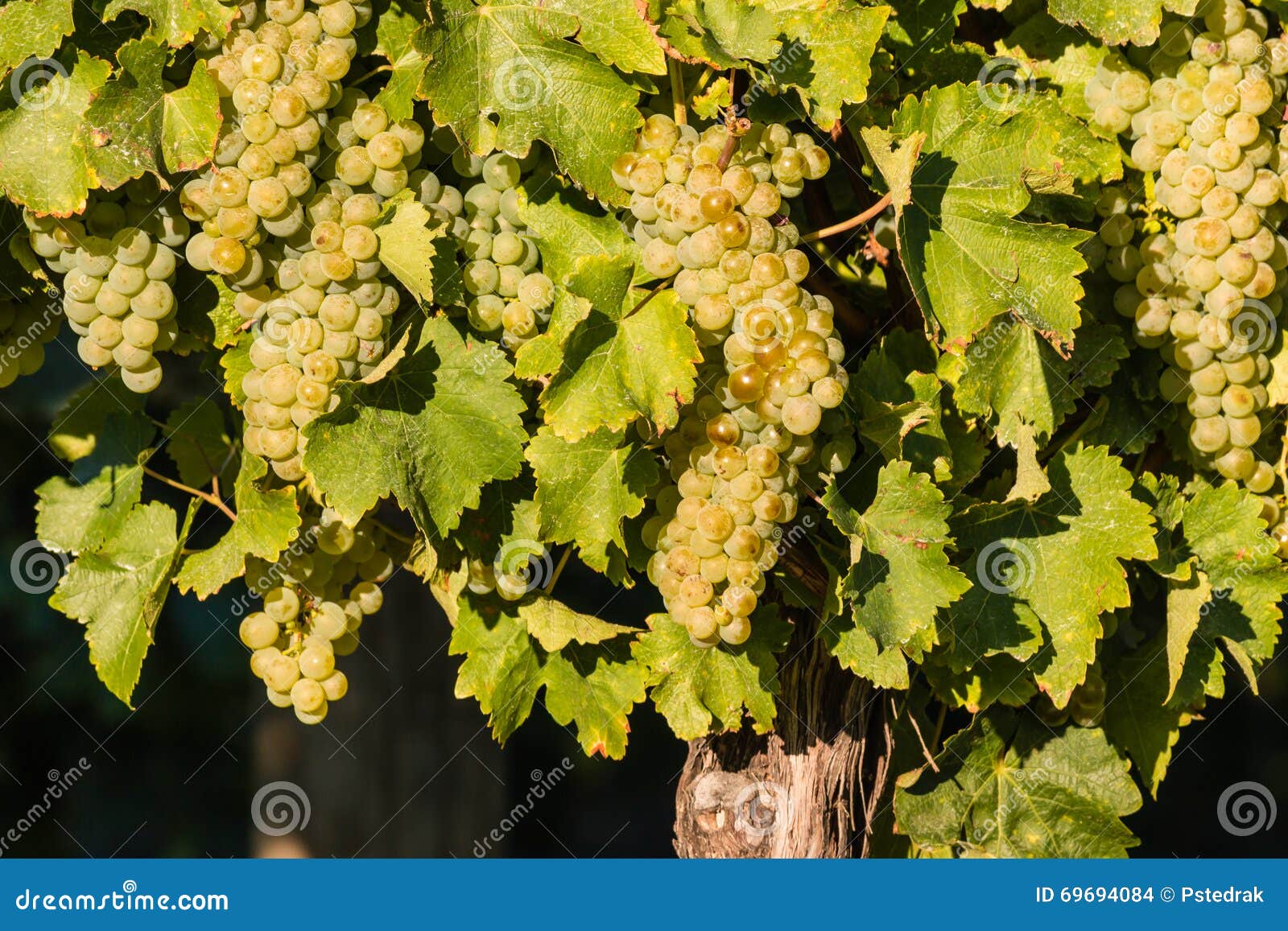 Ripe Riesling Grapes on Vine Stock Photo - Image of leaves, vineyard ...