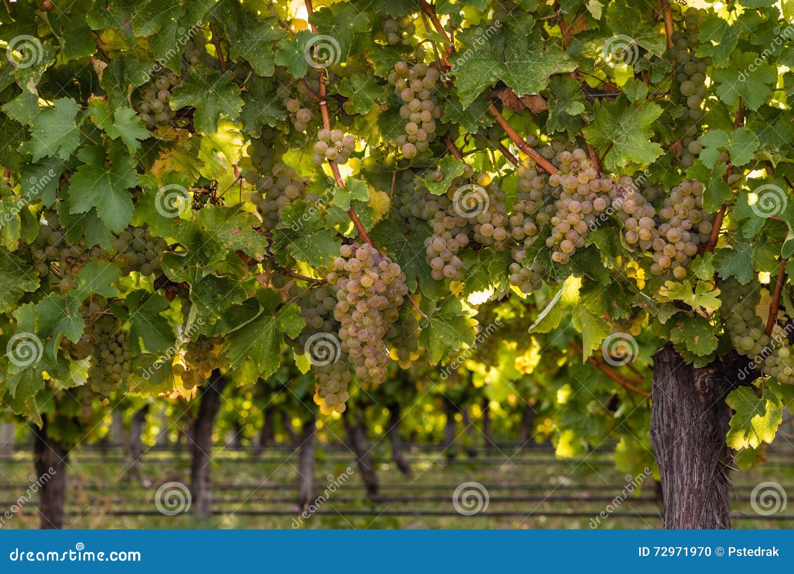 Ripe Riesling Grapes on Vine in Vineyard Stock Photo - Image of autumn ...