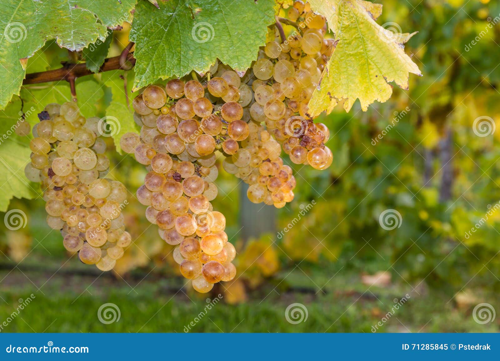Ripe Riesling Grapevine and Leaves Stock Image - Image of white, fruit ...
