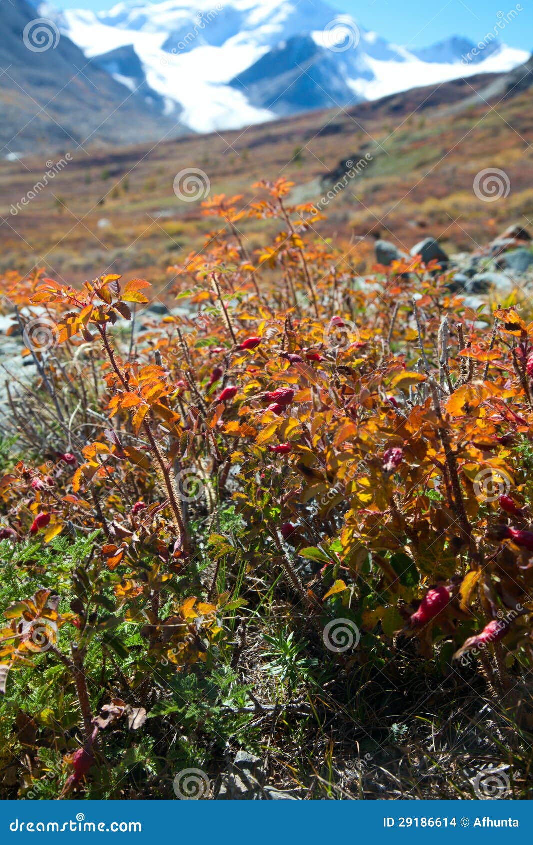 Ripe rose stock photo. Image of crop, floral, autumn - 29186614