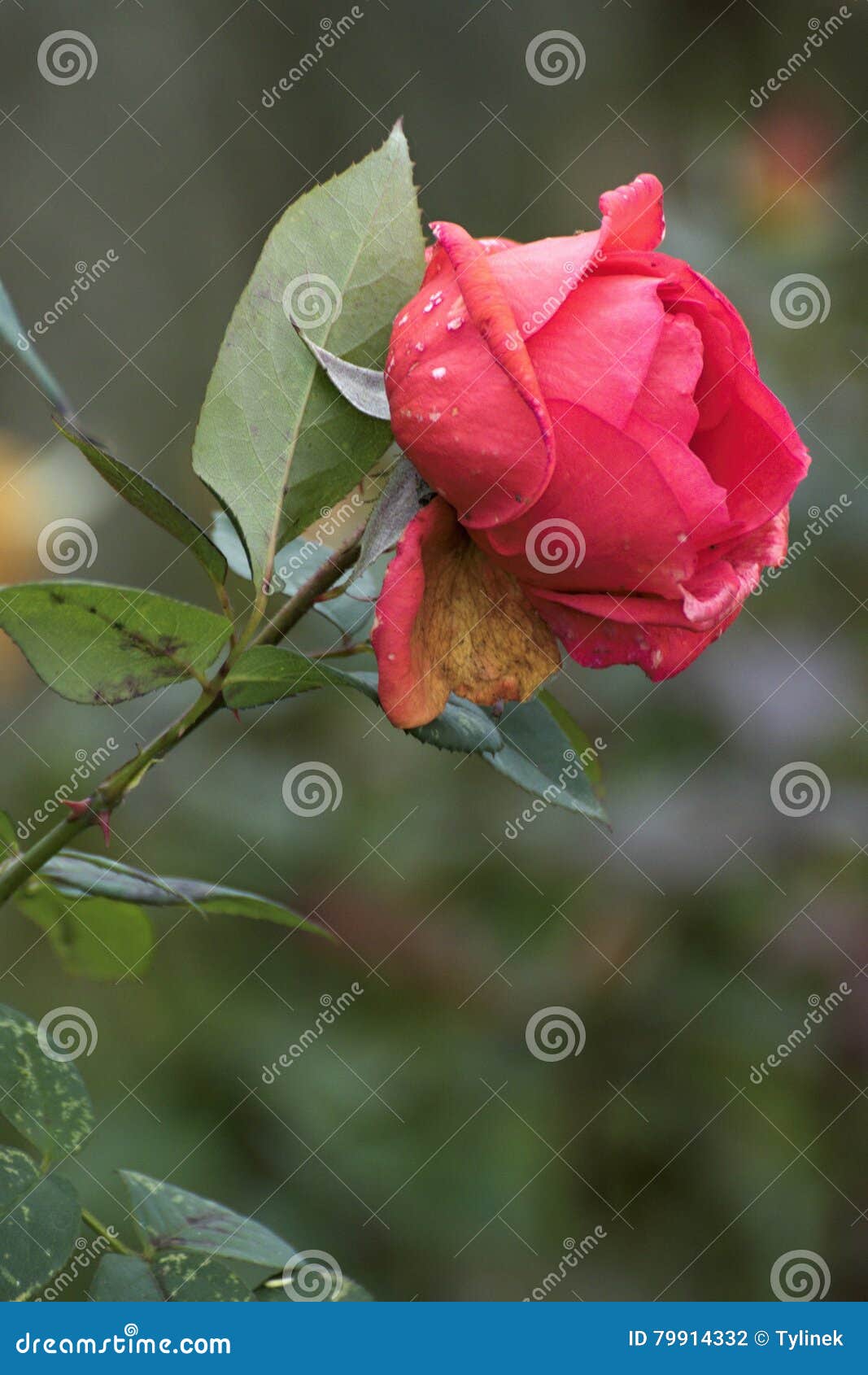 Ripe rose stock photo. Image of present, aroma, white - 79914332