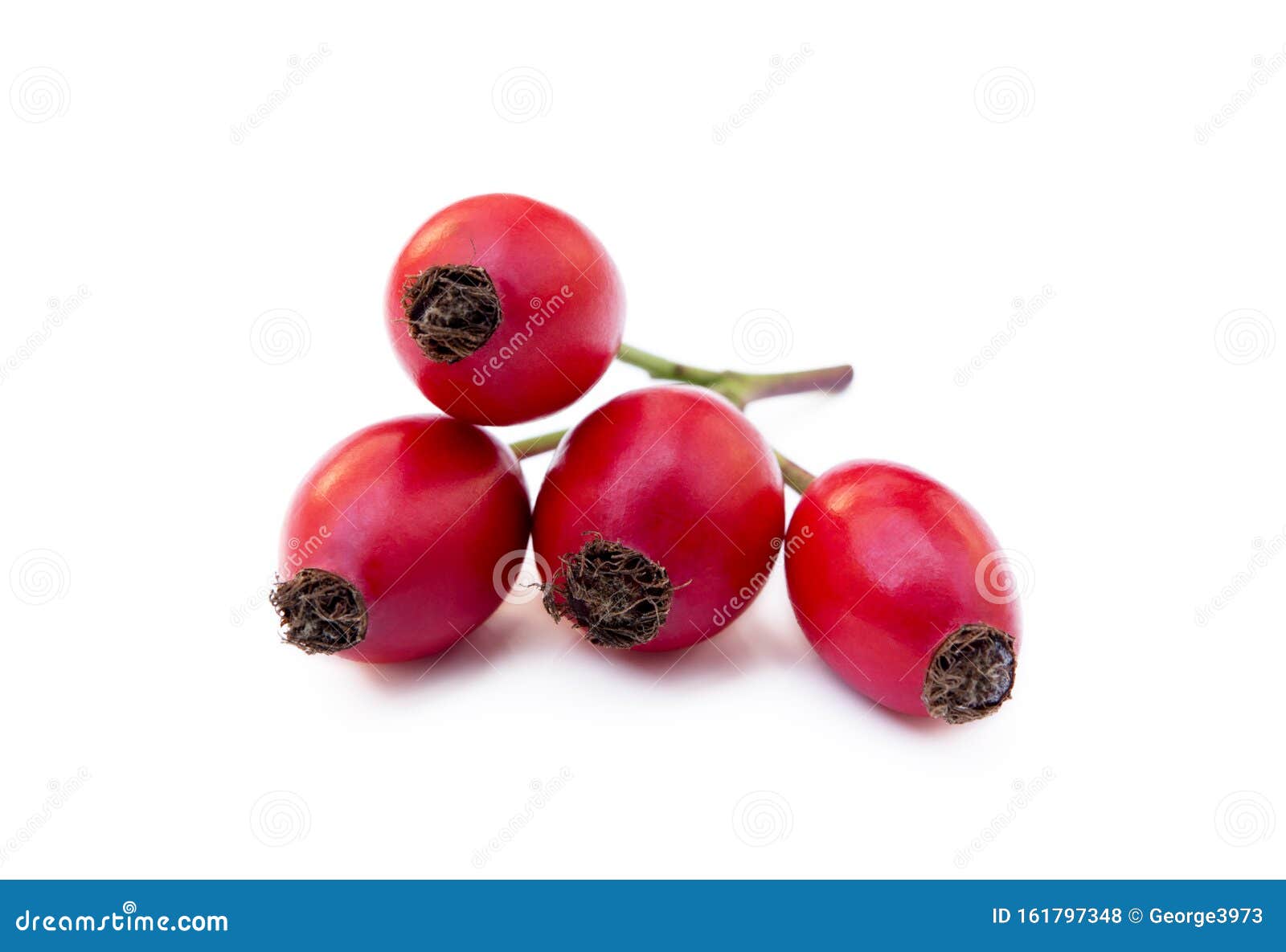 Ripe rose hip stock photo. Image of isolated, autumn - 161797348