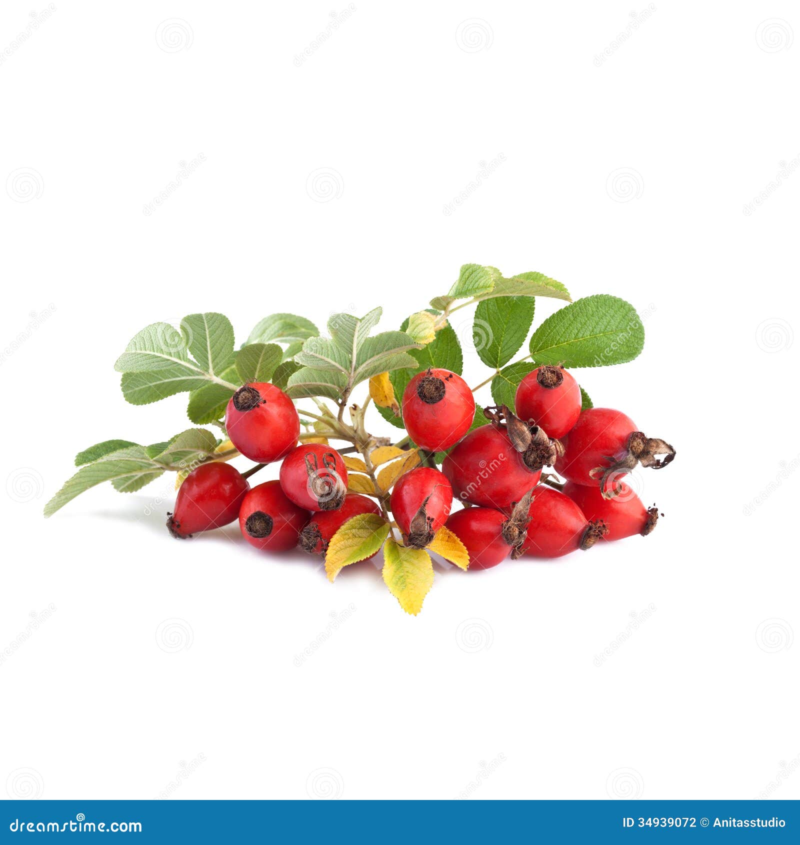 Ripe Rose Hip or Rosa Canina Stock Photo - Image of leaf, garden: 34939072