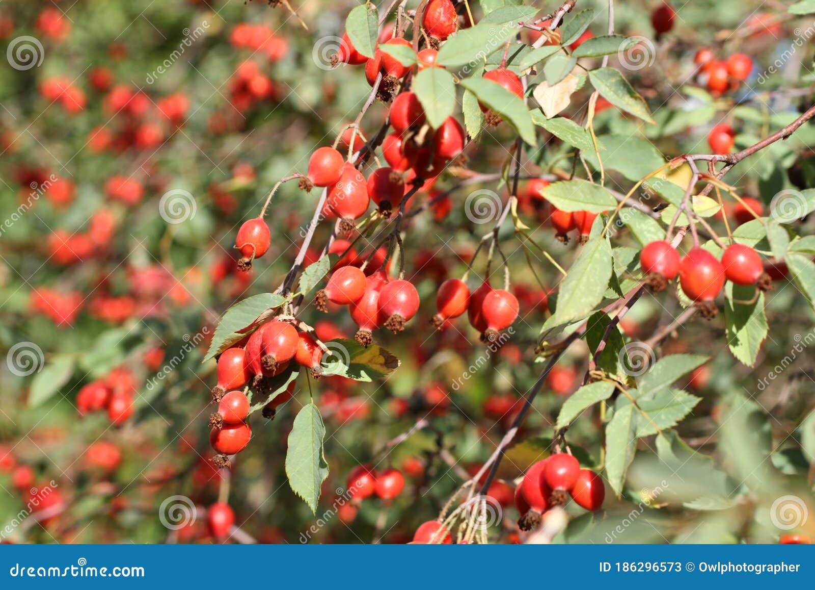 Ripe Rose Hips on the Bushes in Early Autumn Stock Image - Image of ...