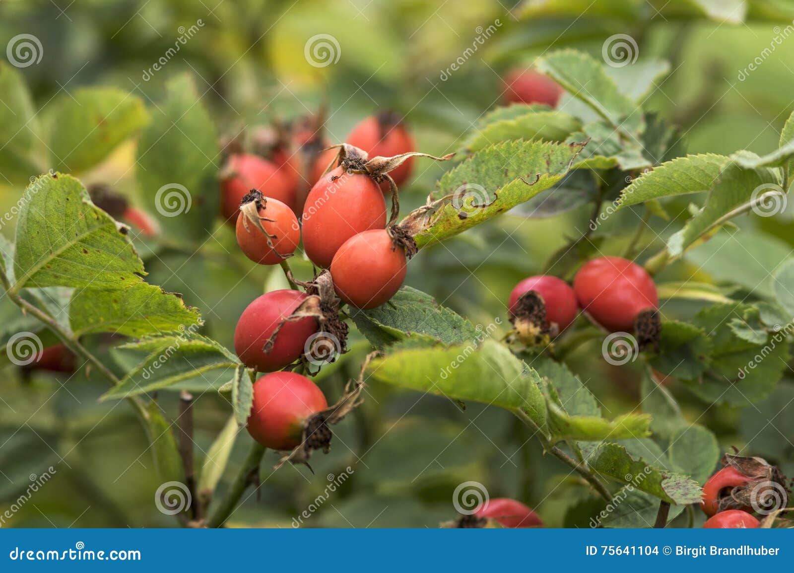 Ripe rose hips stock photo. Image of homeopathy, berry - 75641104