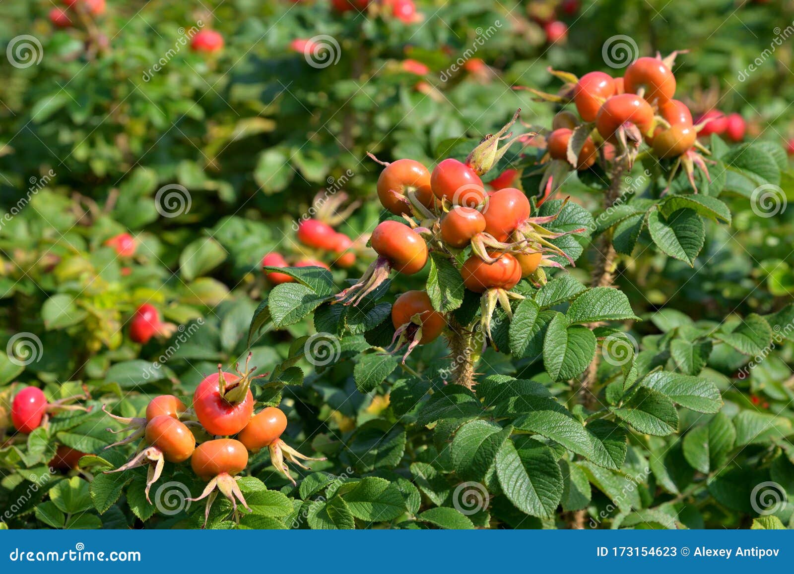 Ripe Rose Rosa Hips on Bush in Summer Stock Image - Image of bush ...