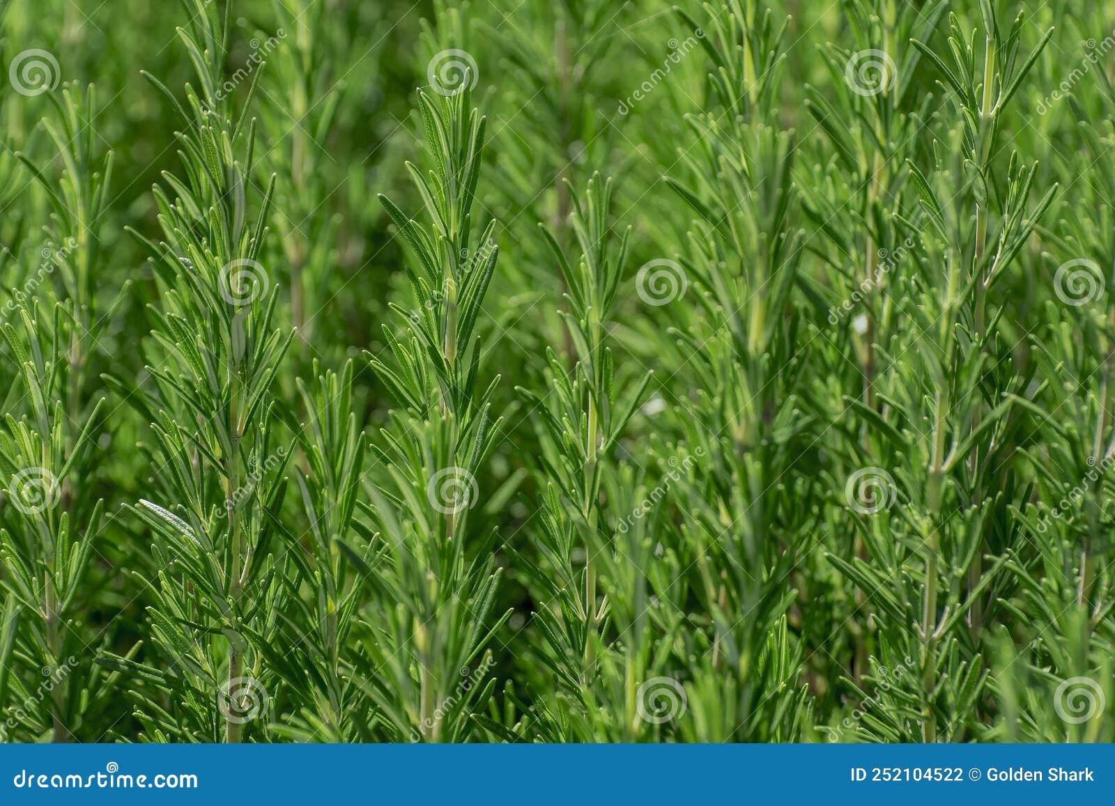 Ripe Rosemary in a Field Ready for Pick-up Stock Photo - Image of ...