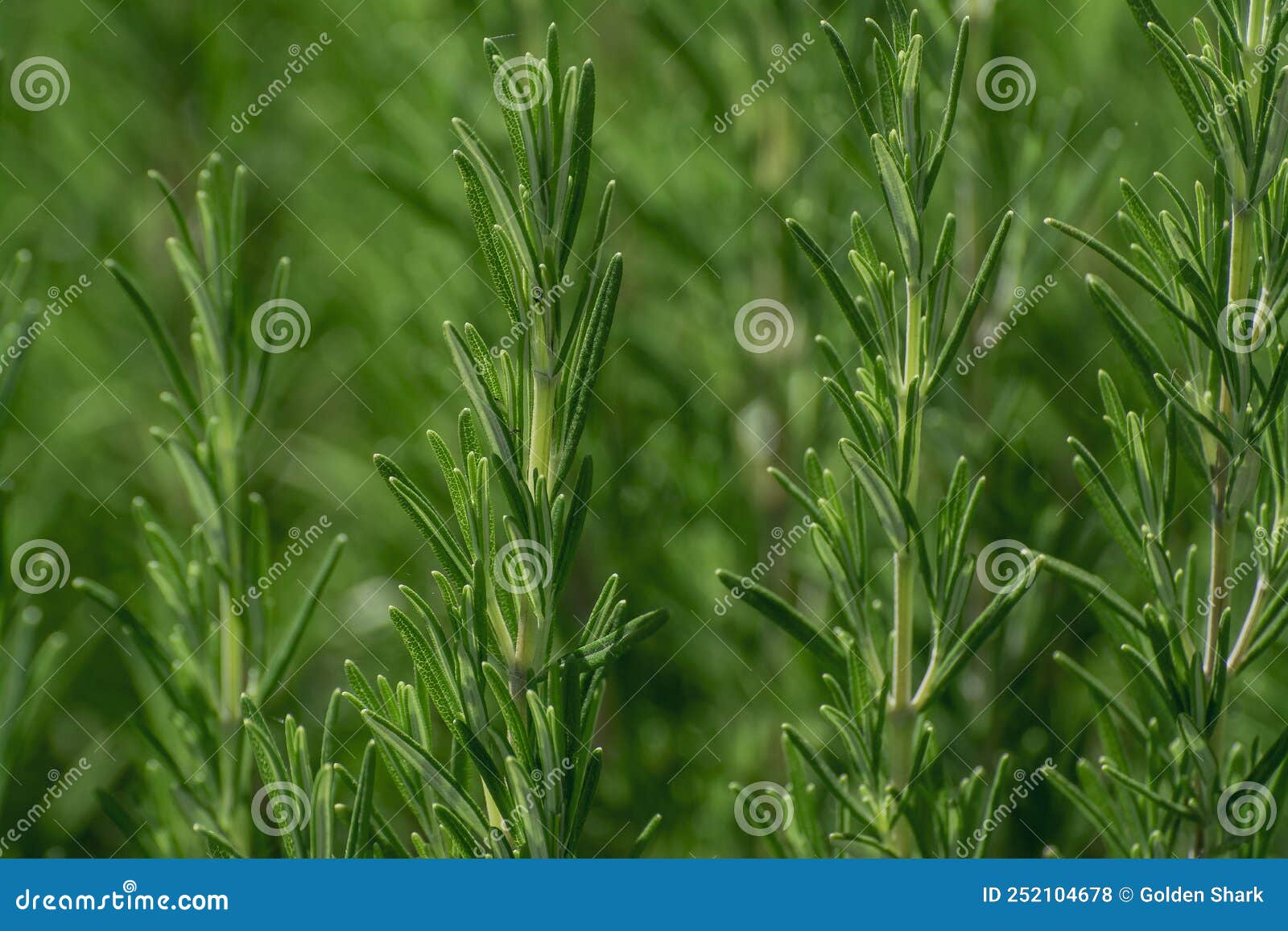 Ripe Rosemary in a Field Ready for Pick-up Stock Photo - Image of diet ...