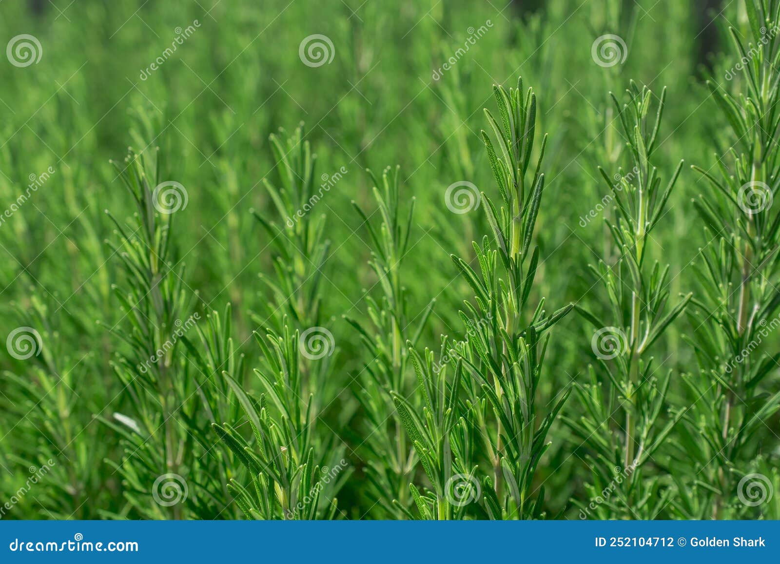 Ripe Rosemary in a Field Ready for Pick-up Stock Photo - Image of ...
