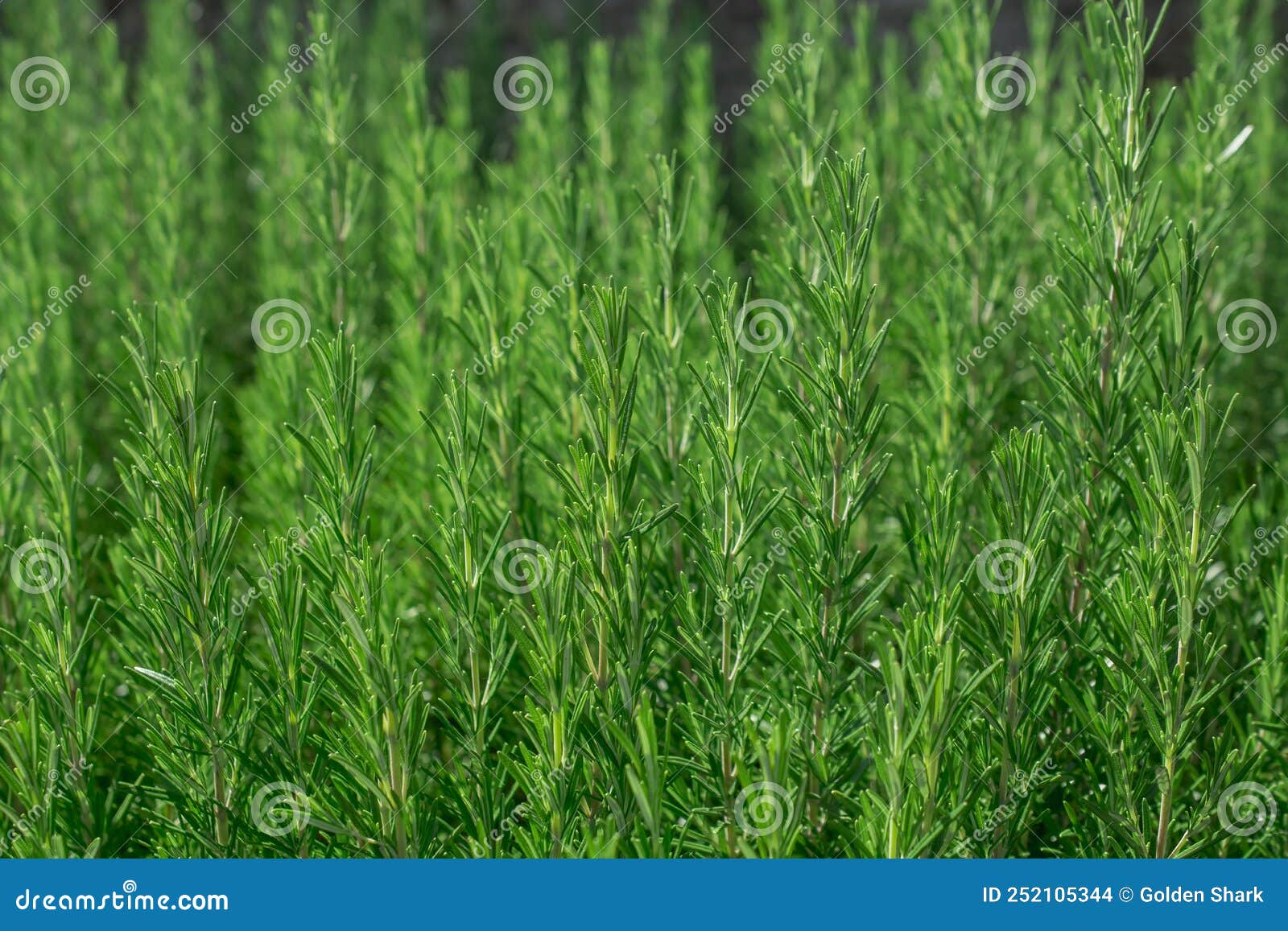 Ripe Rosemary in a Field Ready for Pick-up Stock Photo - Image of ...