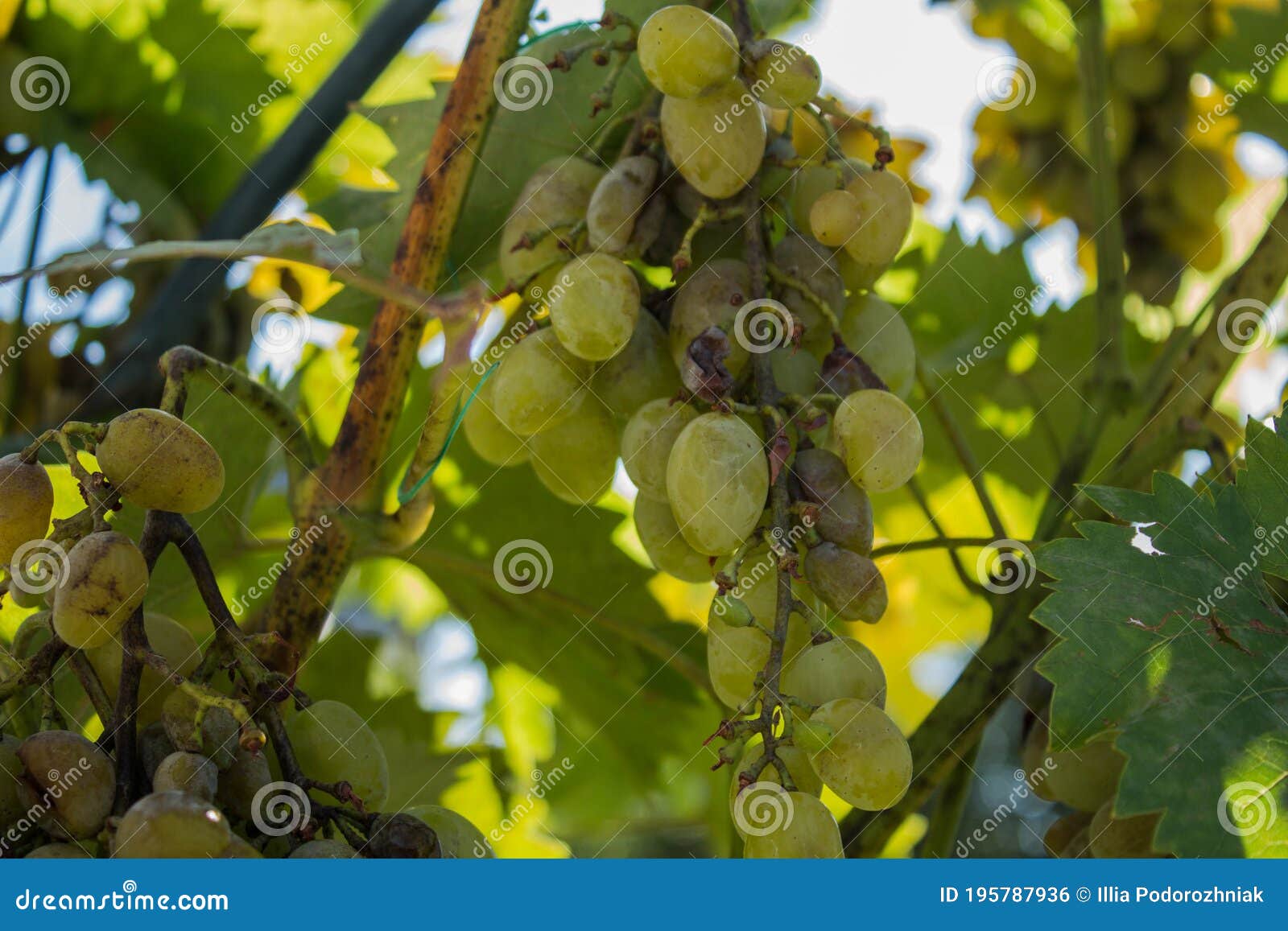 A Ripe and Rotten Grapes in the Sun Stock Photo - Image of cluster ...