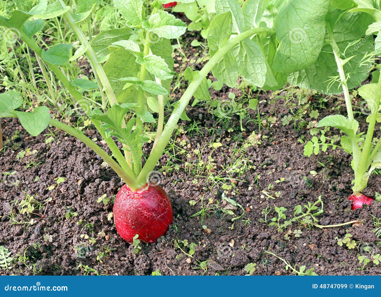 Ripe round red radish stock image. Image of horticulture - 48747099