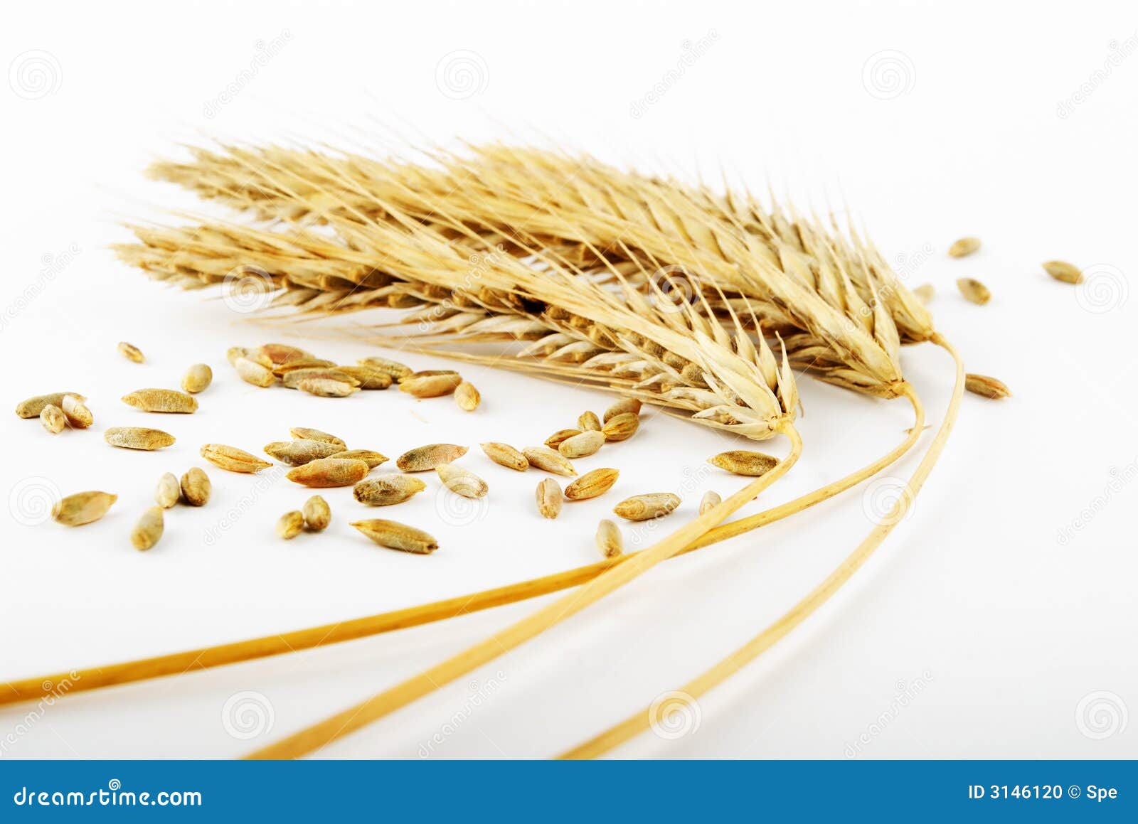Ripe rye stock photo. Image of crop, barley, growth, fresh - 3146120