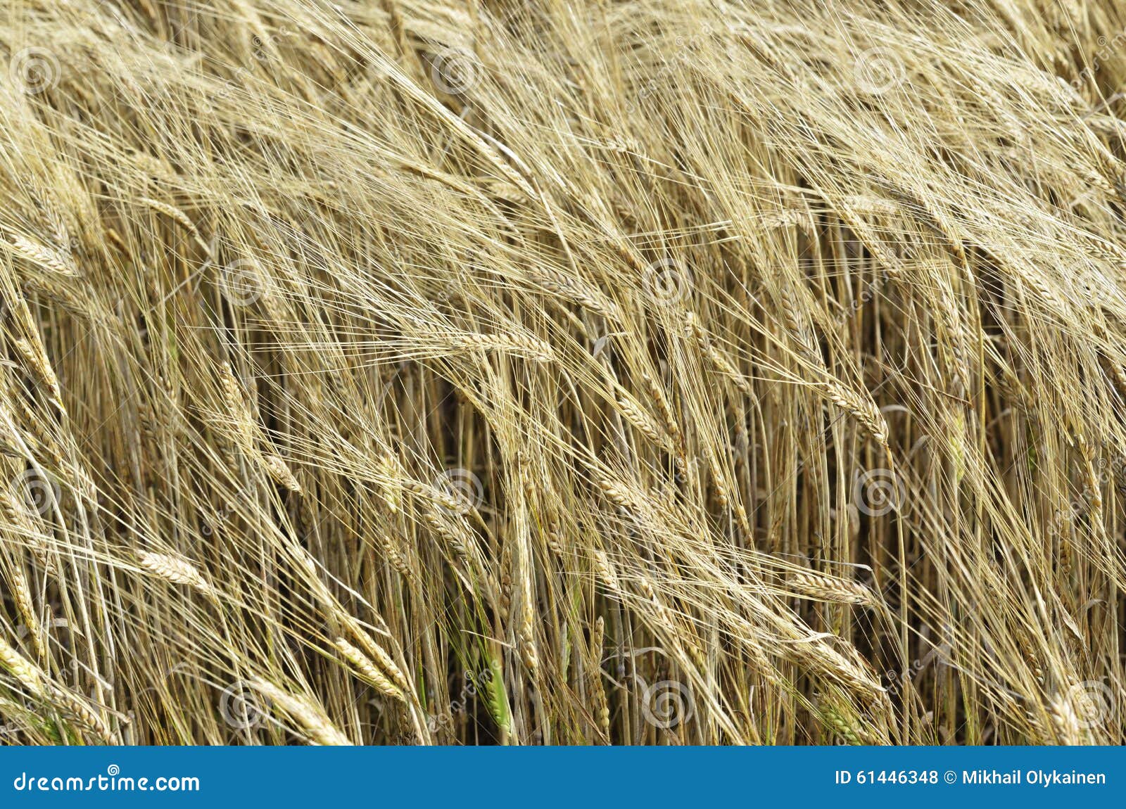Ripe Rye Swaying in the Wind Stock Photo - Image of cereal, outdoors ...
