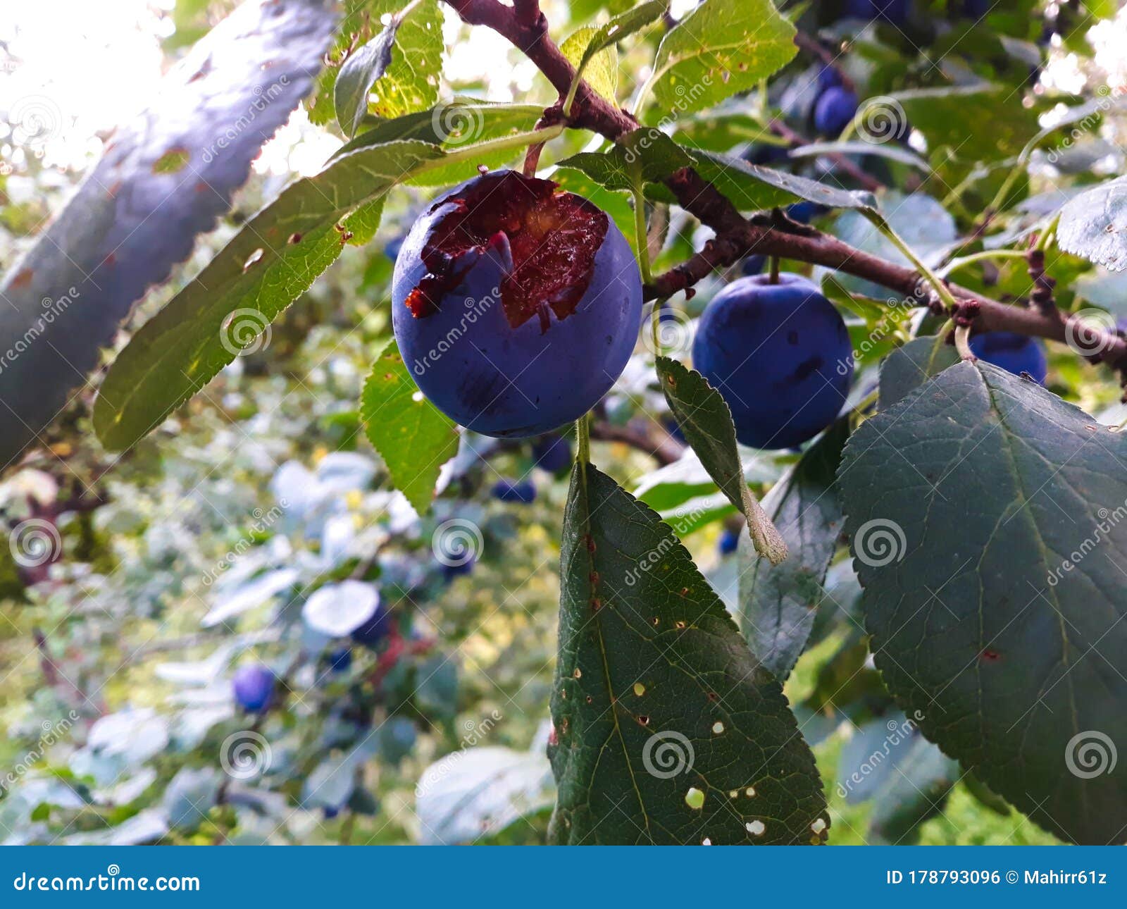 A Ripe and Scarred Plum Eaten by a Bird Stock Photo - Image of fruit ...