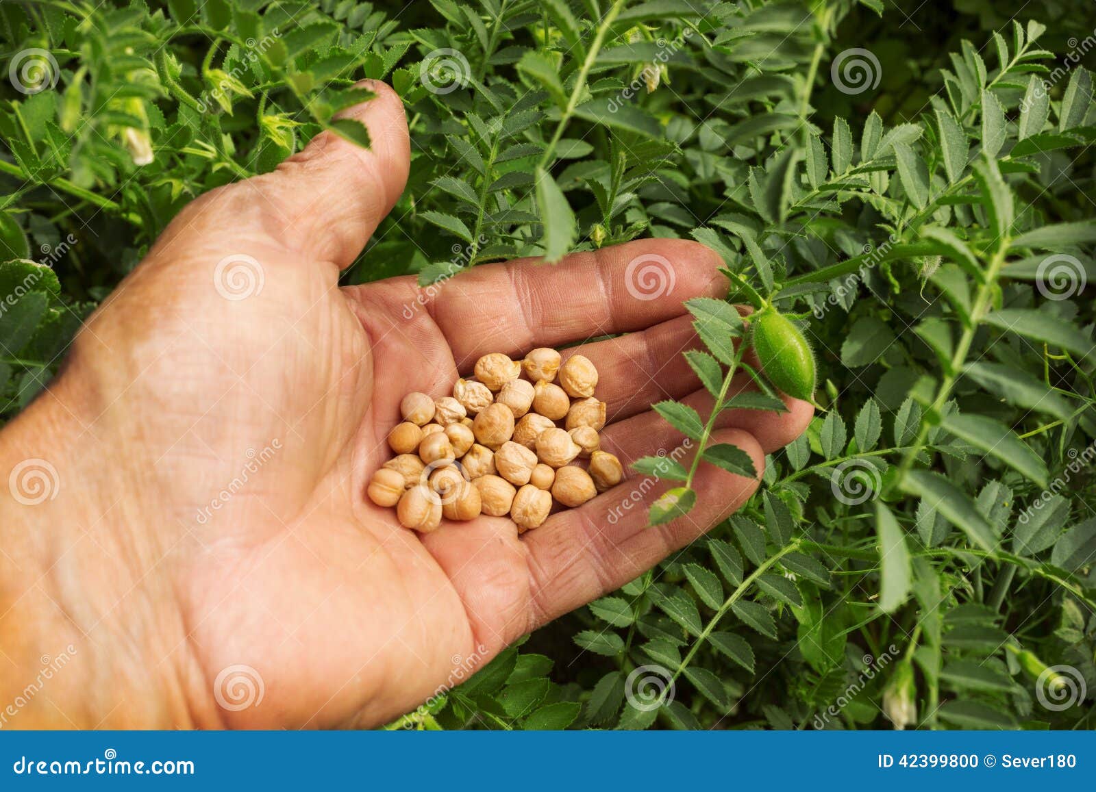 Ripe Seeds of Chickpea in the Palm Farmer Stock Photo - Image of ...