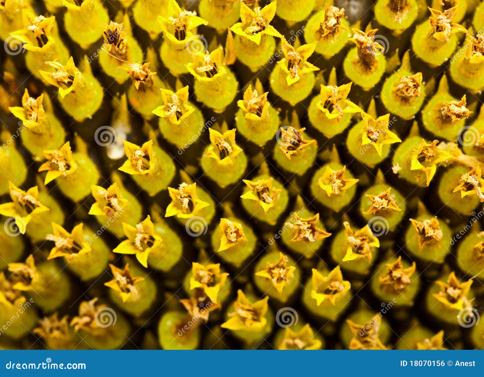 Ripe Seeds in Sunflower Centre Stock Photo - Image of sunflower, yellow ...