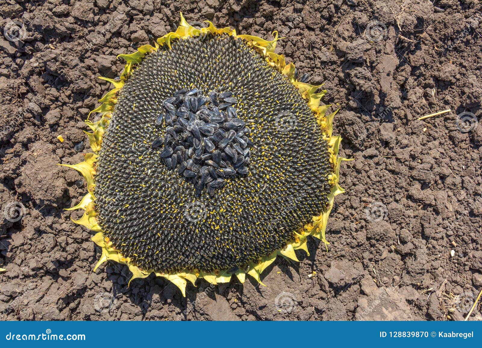 Ripe seeds in a sunflower stock photo. Image of natural - 128839870
