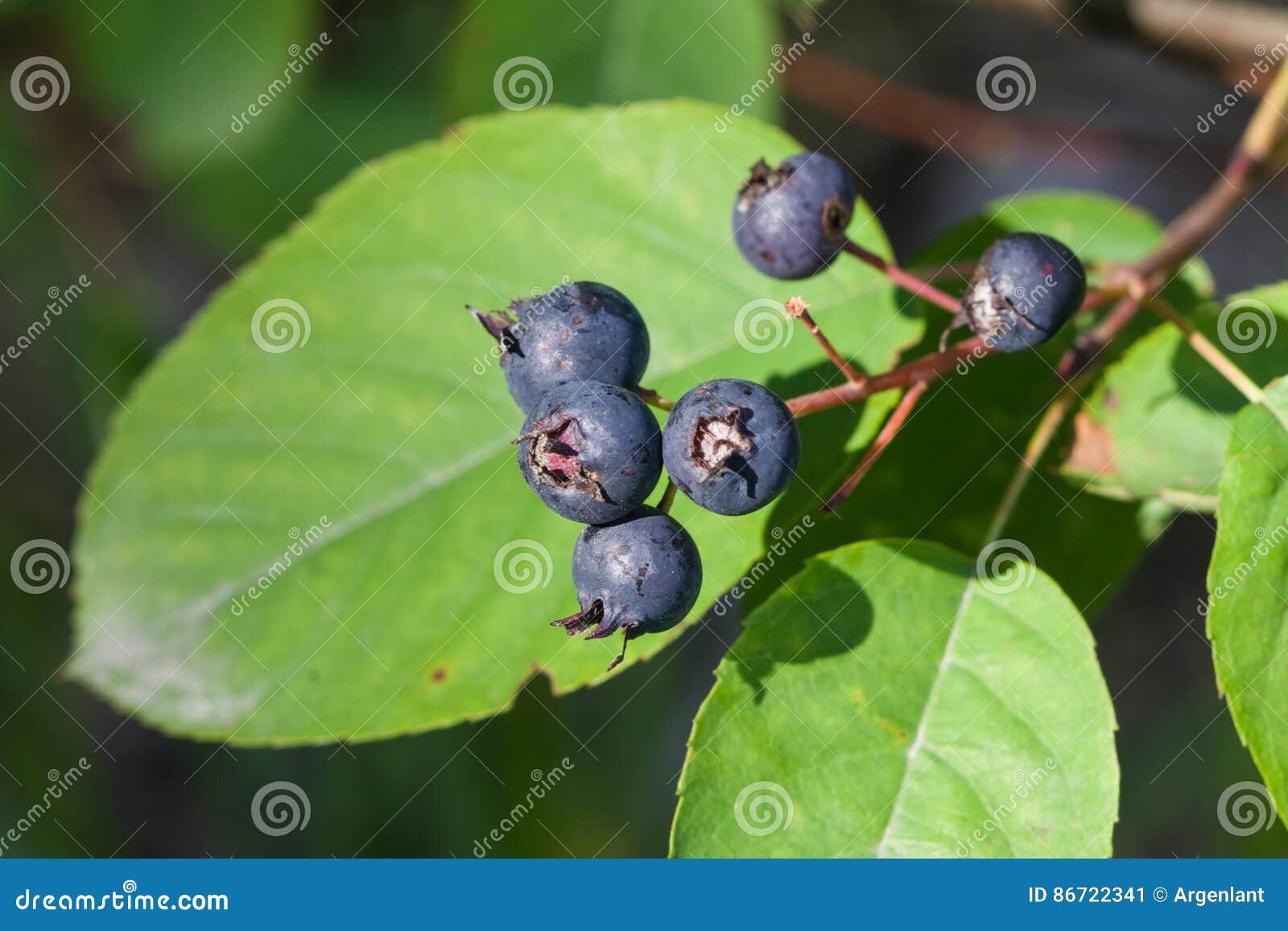 213 Wild Serviceberry Bush Stock Photos - Free & Royalty-Free Stock ...