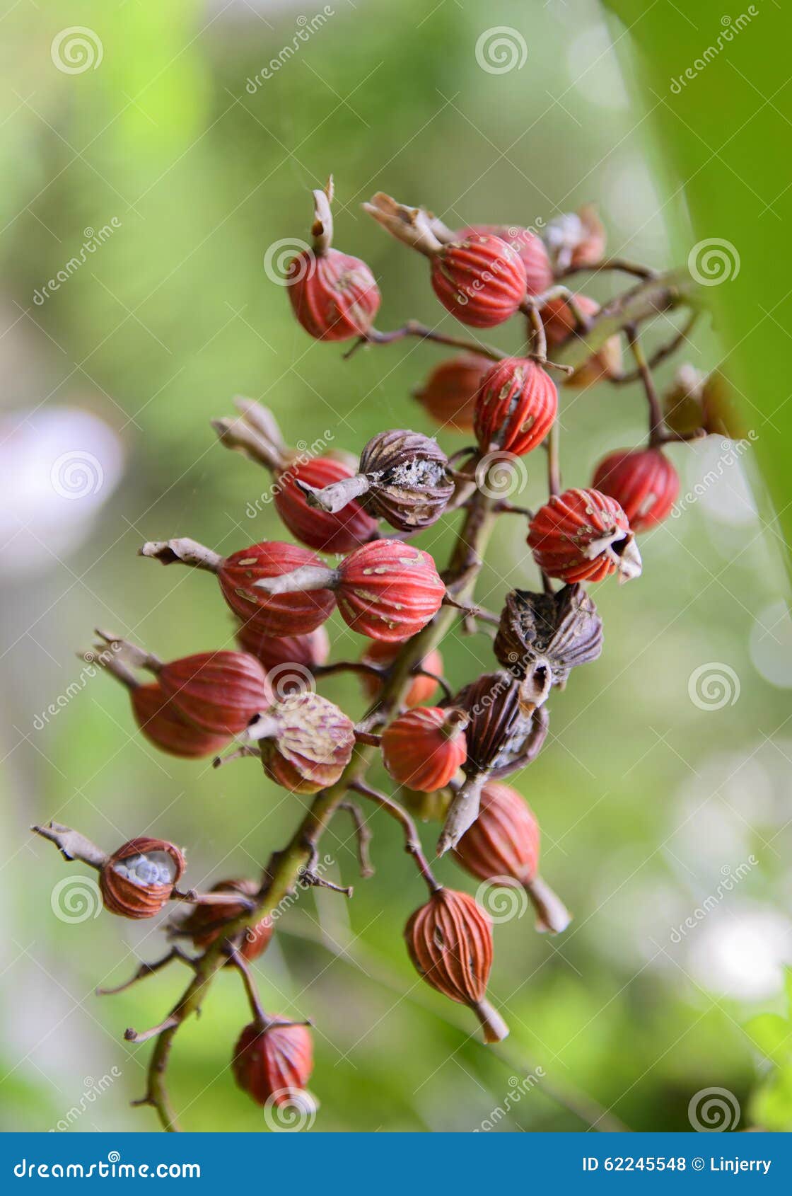 Ripe shell ginger fruit stock photo. Image of alpinia - 62245548