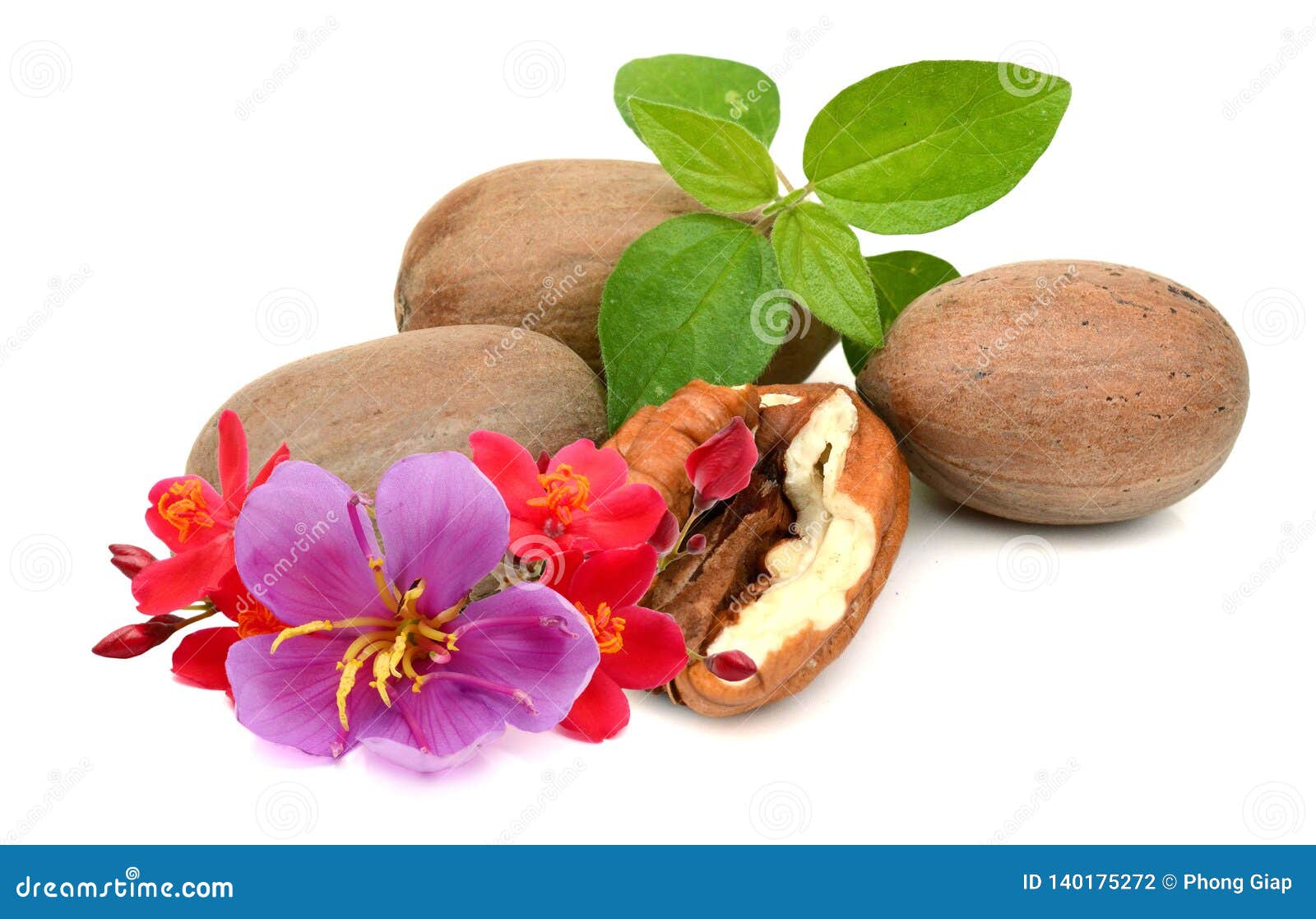 Ripe shelled pecan nuts. stock photo. Image of dessus - 140175272
