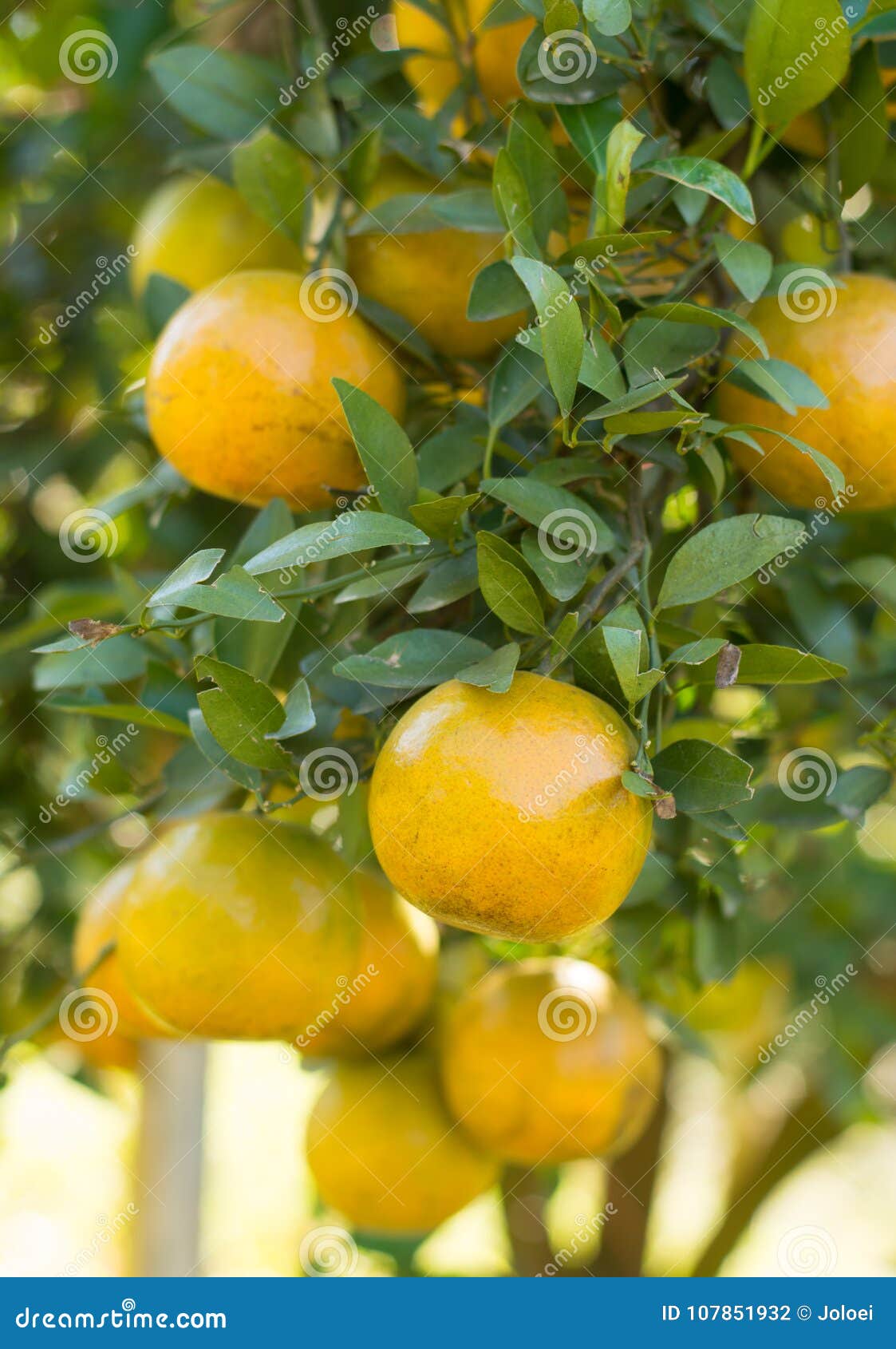 Ripe Shogun Orange Hanging on Tree. Stock Photo - Image of mandarin ...