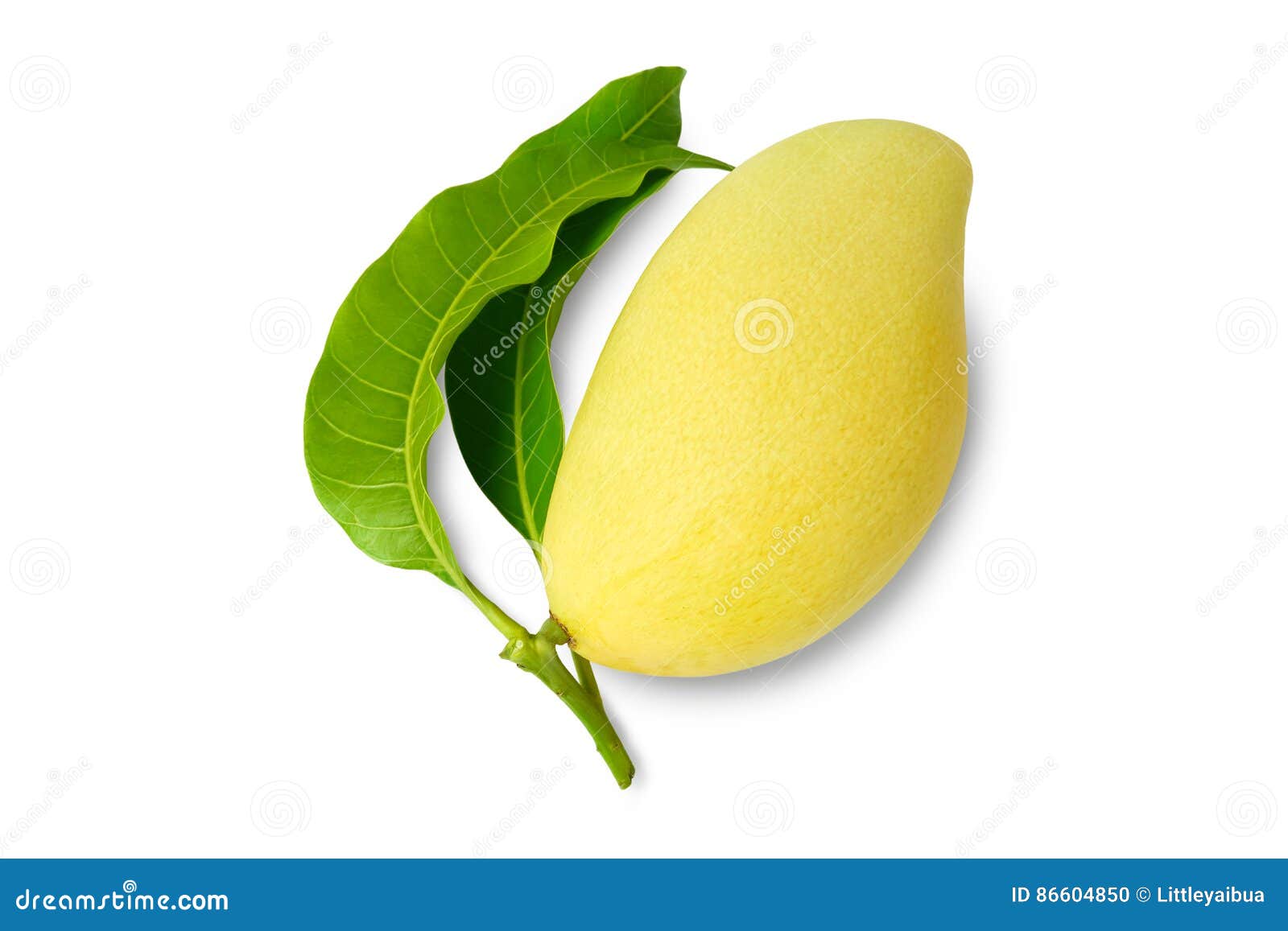 Ripe Single Mango Isolated on White Background. Stock Photo - Image of ...