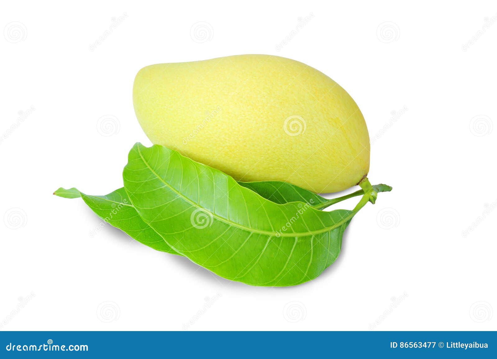 Ripe Single Mango Isolated on White Background. Stock Image - Image of ...
