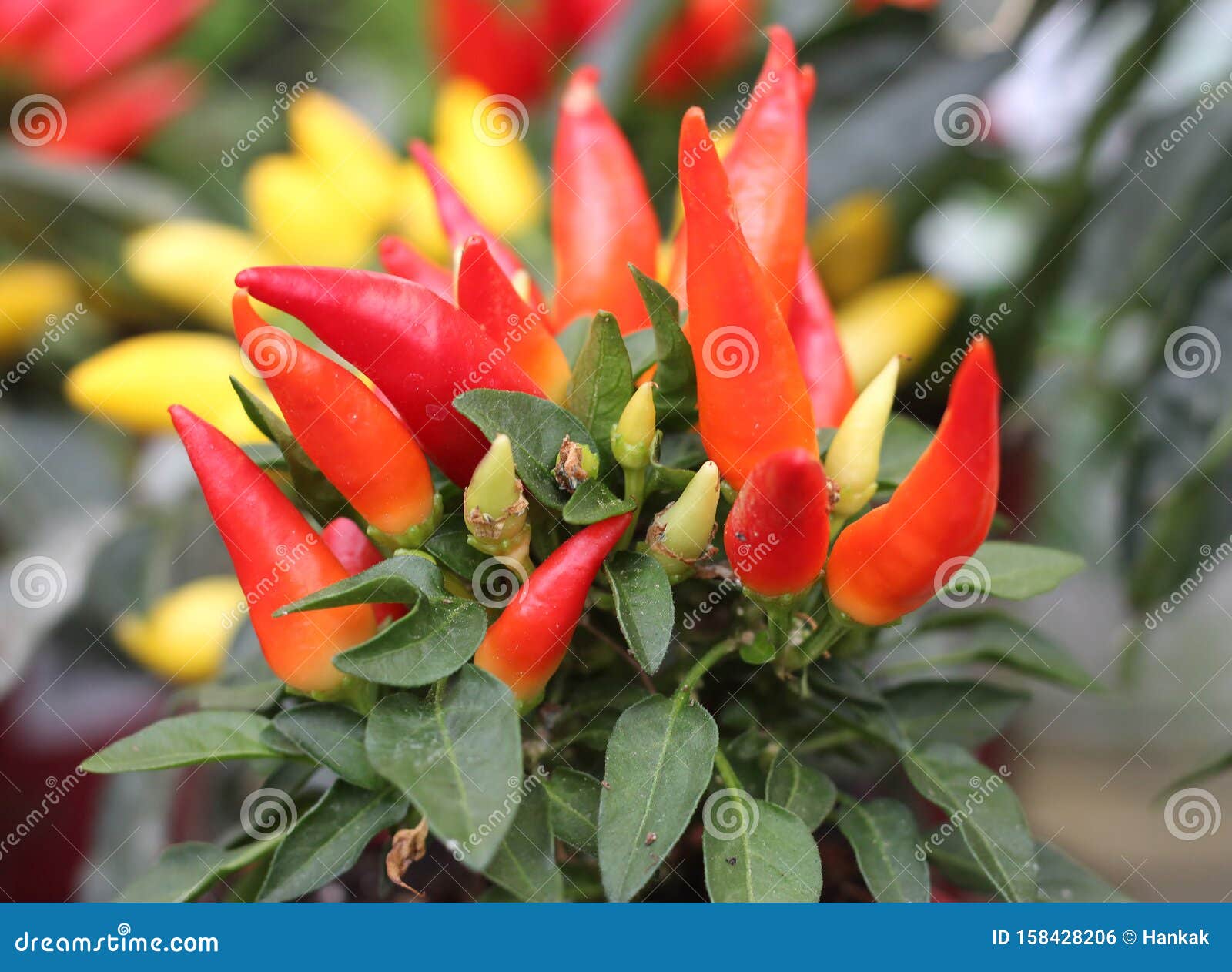 Ripe Small Red Peppers in the Garden, Spice Stock Photo - Image of ...