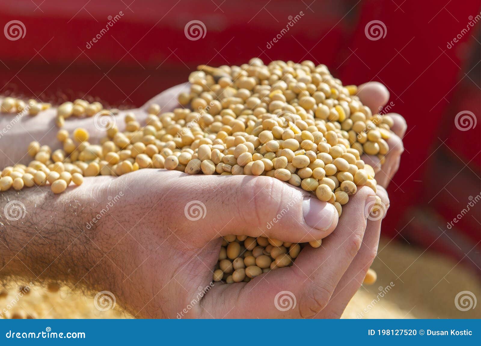 Ripe Soya Bean Seed in Hands of Farmer Stock Photo - Image of bean ...