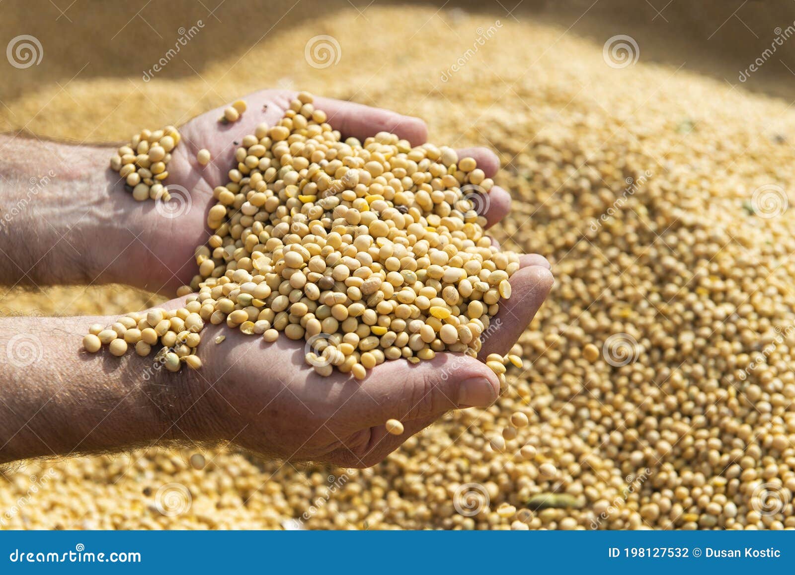 Ripe Soya Bean Seed in Hands of Farmer Stock Photo - Image of farming ...
