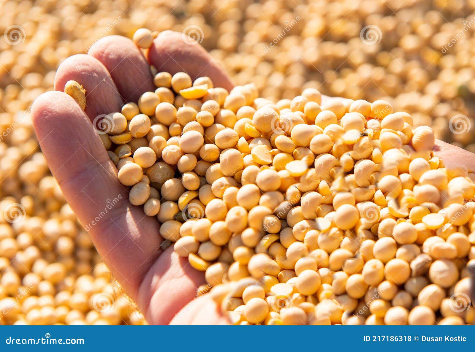 Ripe Soya Bean Seed in Hands of Farmer Stock Photo - Image of natural ...
