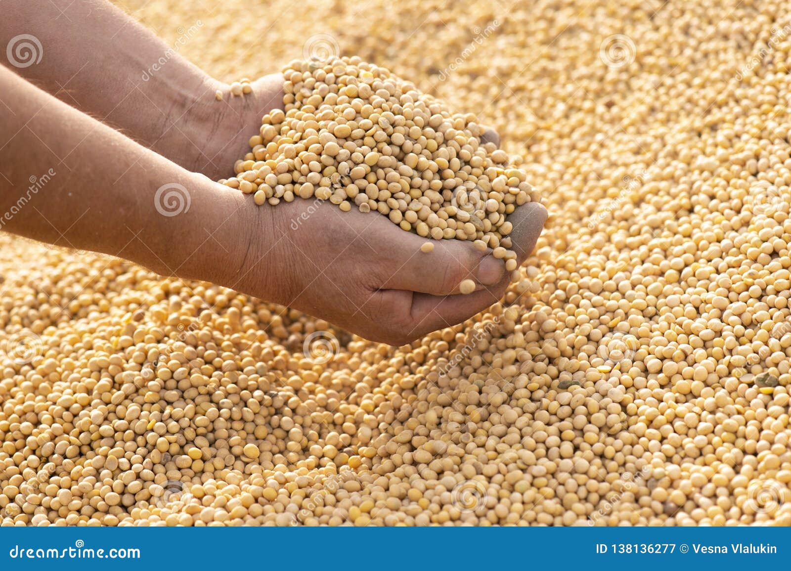 Ripe Soya Bean Seed in Hands of Farmer Stock Image - Image of sunset ...